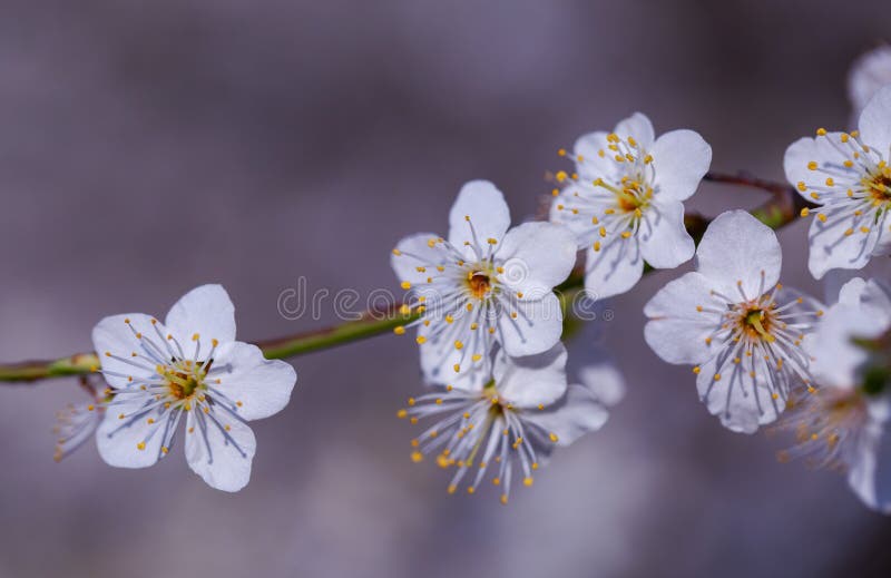 Delicate Spring Flowers on Tree Branches Stock Photo - Image of macro ...