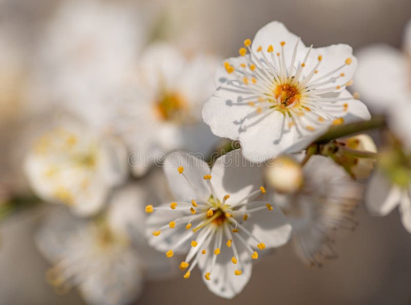 Delicate Spring Flowers on Tree Branches Stock Image - Image of rebirth ...