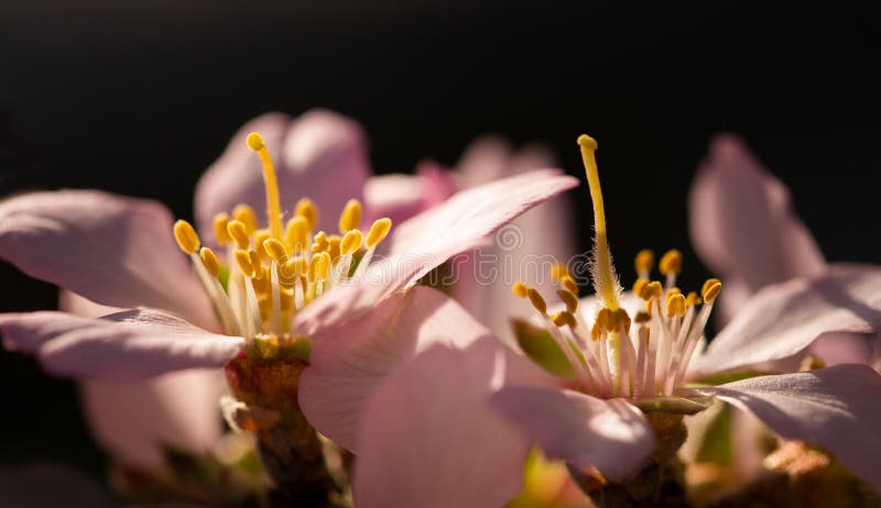 Delicate Spring Flowers on Tree Branches Stock Photo - Image of focus ...