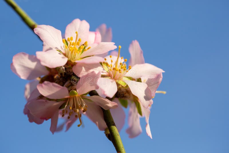 Delicate Spring Flowers on Tree Branches Stock Photo - Image of ...