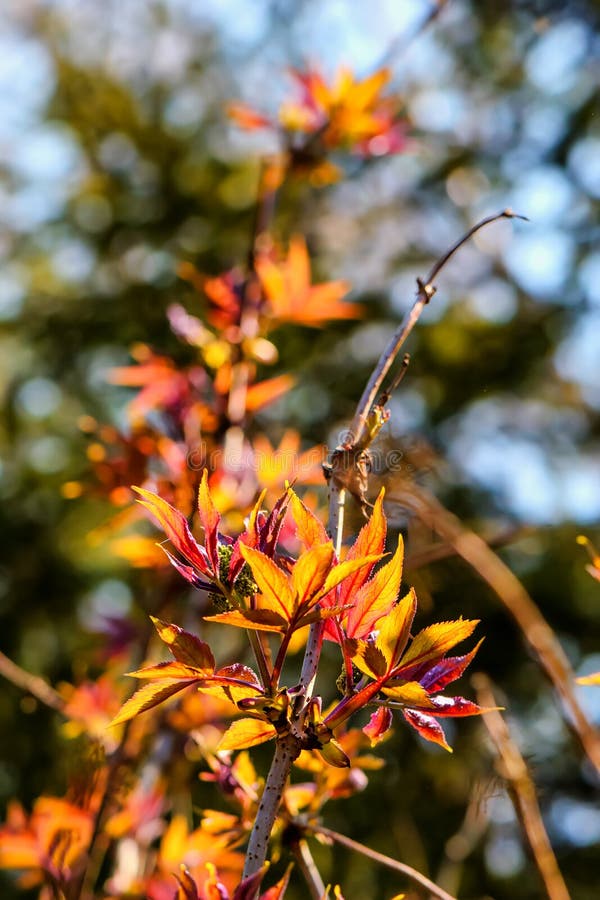 Delicate Spring Leaves in the Sunlight. the First Spring Leaves Look ...