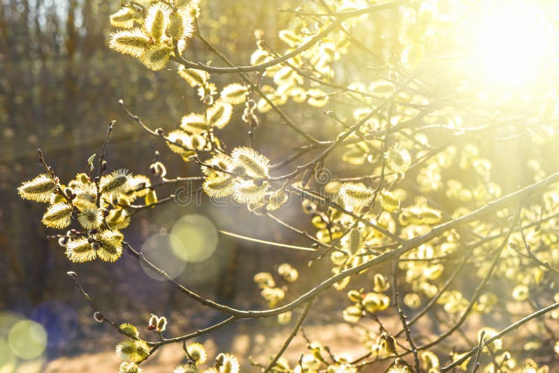 Delicate Spring Leaves in the Sunlight. the First Spring Willow Flowers ...