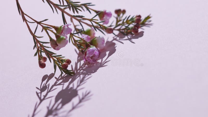 Delicate Spring Pink Flowers on a Pink Background. Spring Time Stock ...