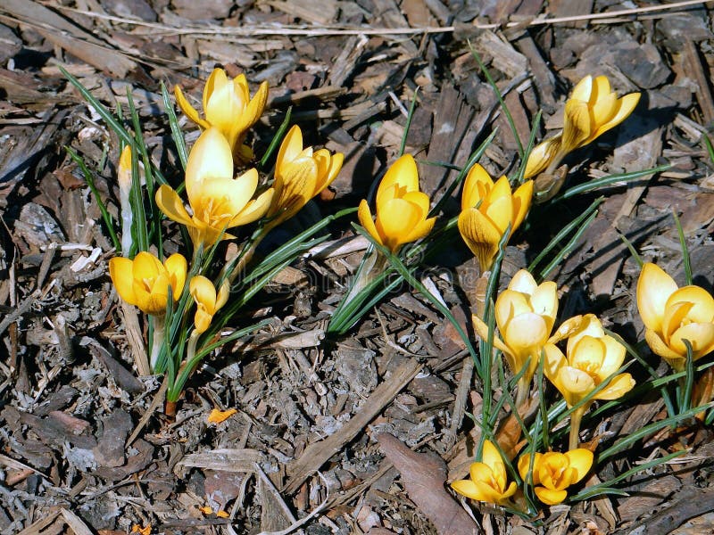 Delicate Spring Yellow Crocuses on a Background of Earth Stock Image ...