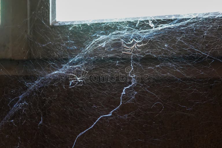 Delicate Strands of a Spider Web Catch the Sunlight Coming through a ...