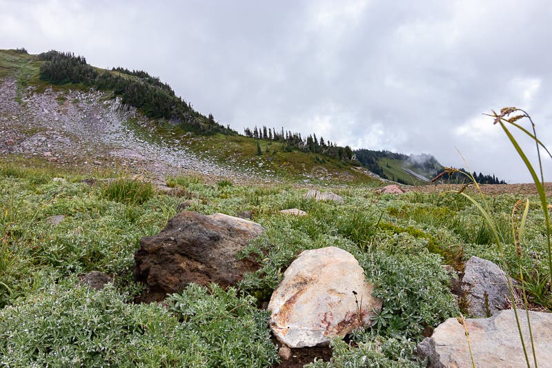 Delicate Subalpine Meadow with Rocks and Groups of Trees Stock Photo ...