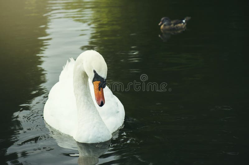 Delicate Swan stock image. Image of natural, lake, ambiental - 56024677