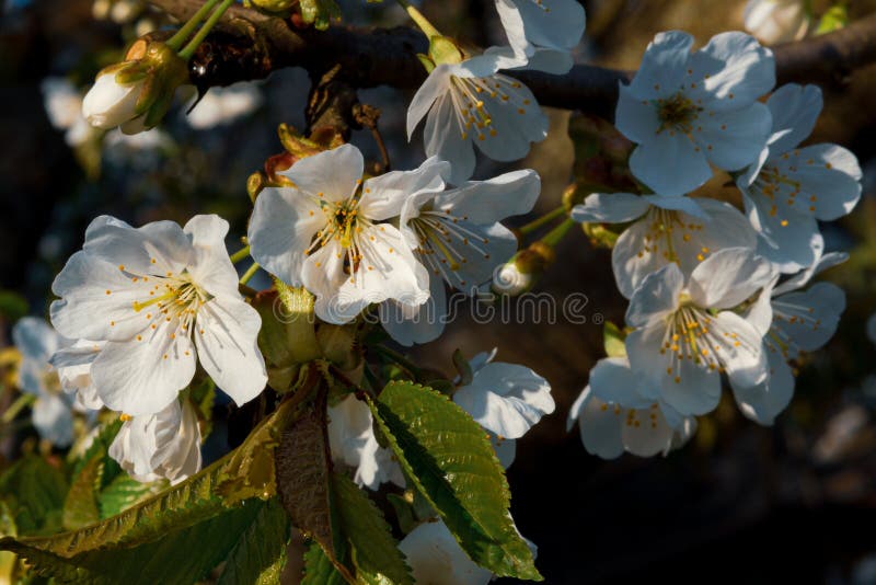 Cherry Blossom Sprigs in Spring Stock Image - Image of green, fragrant ...