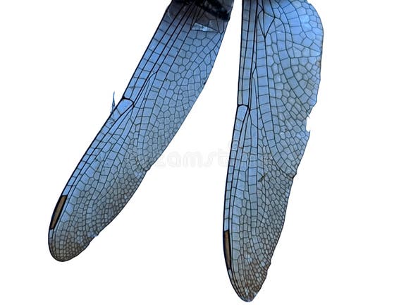 Delicate, Translucent Insect Wings with Intricate Vein Patterns Stock ...