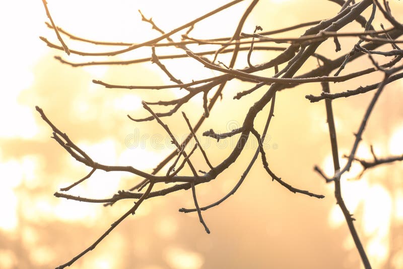 Delicate Tree Branches Forming Silhouettes Against a Soft, Bright ...