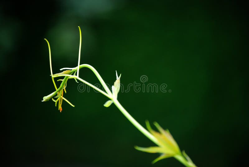 Vine tendril stock photo. Image of sunny, nature, background - 231385298