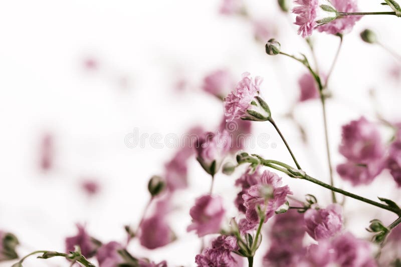 Delicate violet flowers stock image. Image of color, summer - 9063947