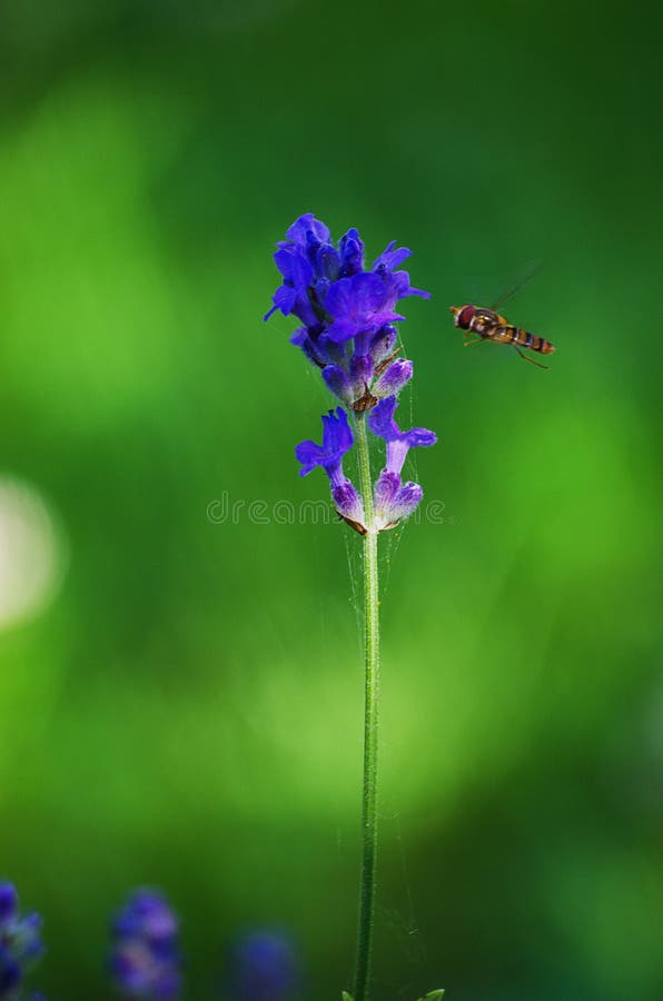 Delicate Violet Flowers of Lavender Stock Photo - Image of bouquet ...
