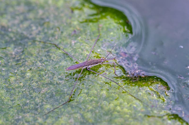 Elegant Water Striders Glide Over an Algae-covered Pond in Wulai ...