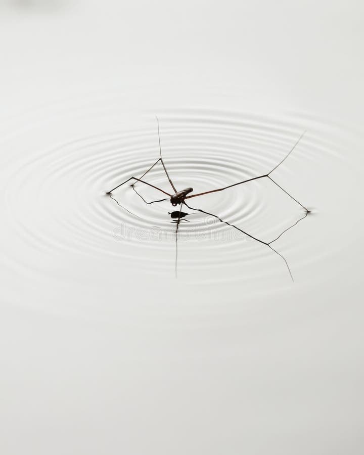 A Delicate Water Strider Navigates the Calm Surface of a Pond. Its ...
