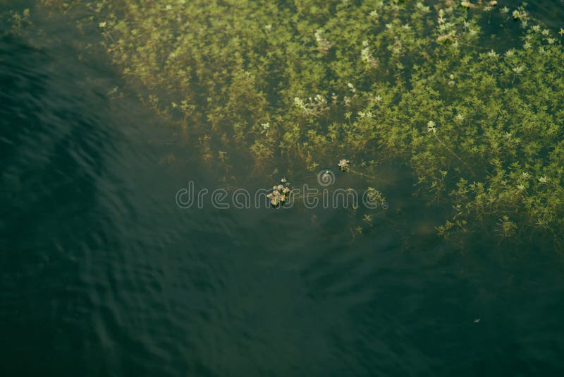 Delicate Water Weed Growing in Freshwater Pond Stock Photo - Image of ...