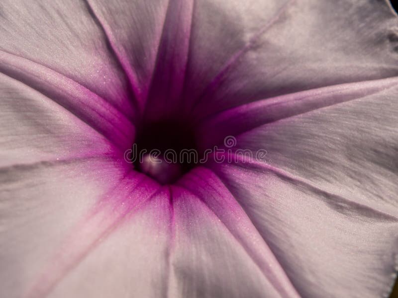 Delicate and Weak Petals of the Morning Glory Flower Stock Image ...
