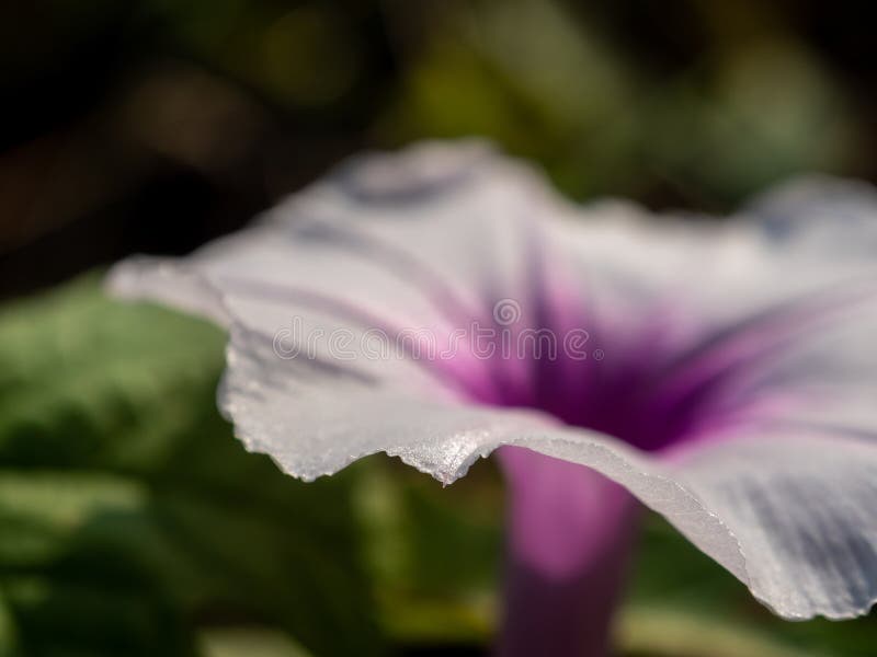Delicate and Weak Petals of the Morning Glory Flower Stock Image ...