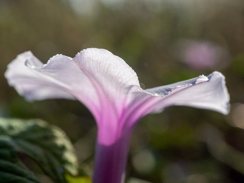 The Delicate and Weak Petals of the Morning Glory Flower Stock Image ...
