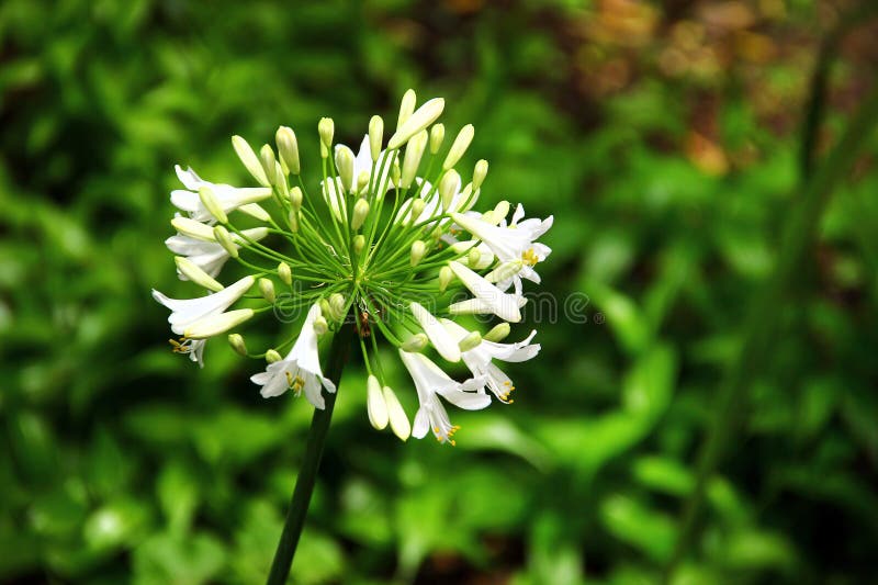 Delicate White Agapanthus in Full Bloom Against Green Backdrop Stock ...