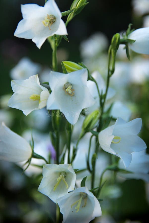 A Delicate White Bell Blooms Beautifully in the Garden in Summer Stock ...