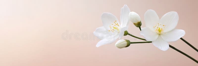 Delicate White Blossoms Purity Serenity New Beginnings Spring Elegance ...