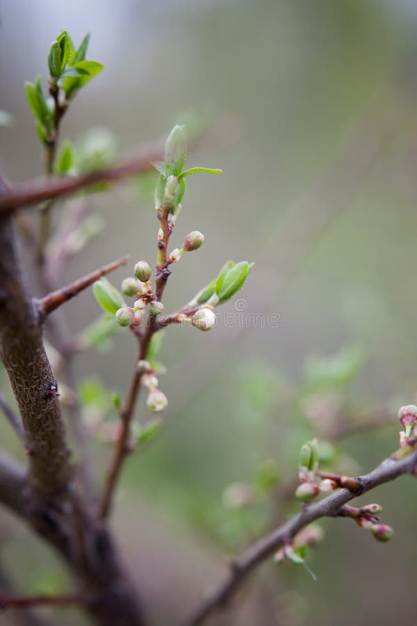 Delicate White Buds on Cherry Tree Branches on a Dark Background Stock ...