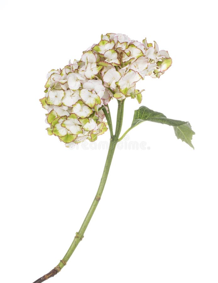Delicate White Color Hydrangea Flower Stock Image - Image of background ...