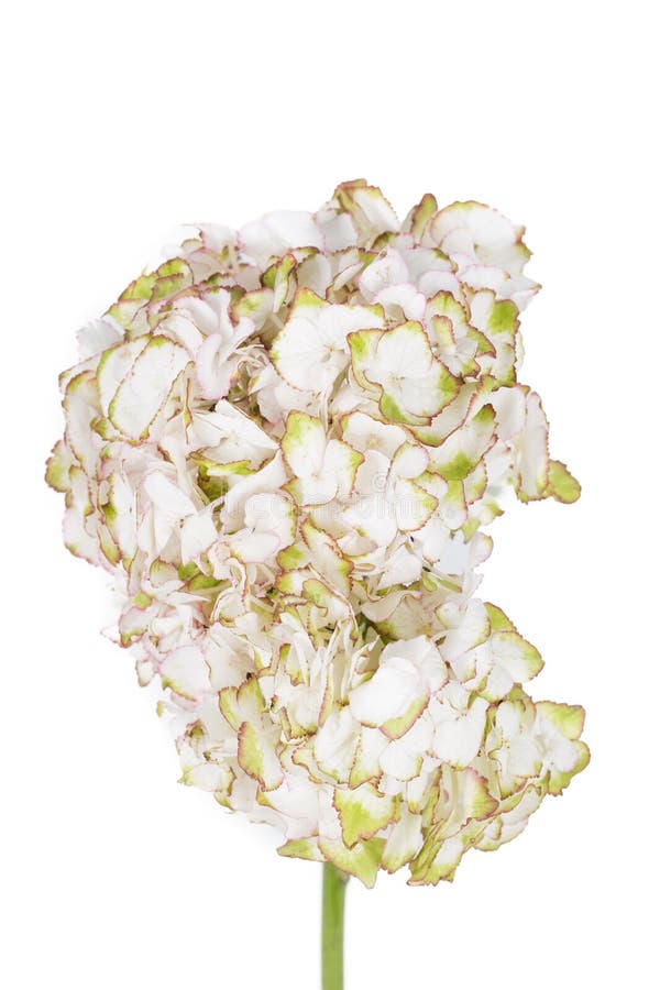 Delicate White Color Hydrangea Flower Stock Image - Image of color ...