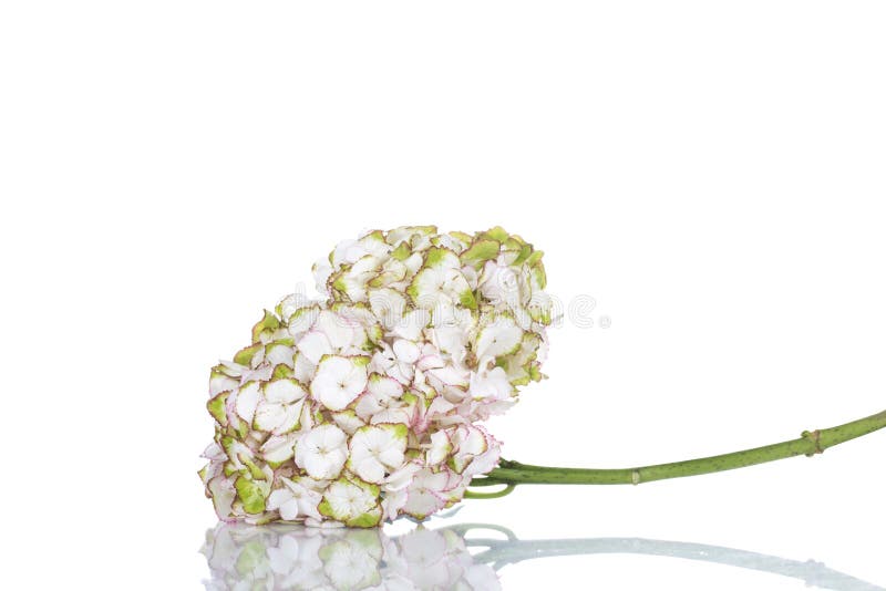 Delicate White Color Hydrangea Flower Stock Image - Image of selective ...