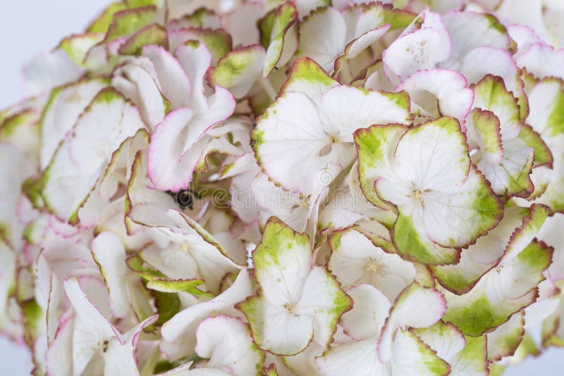 Delicate White Color Hydrangea Flower Stock Image - Image of beautiful ...