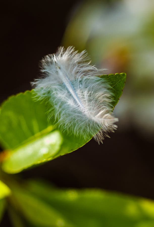 Delicate white feather stock image. Image of beautiful - 89951803