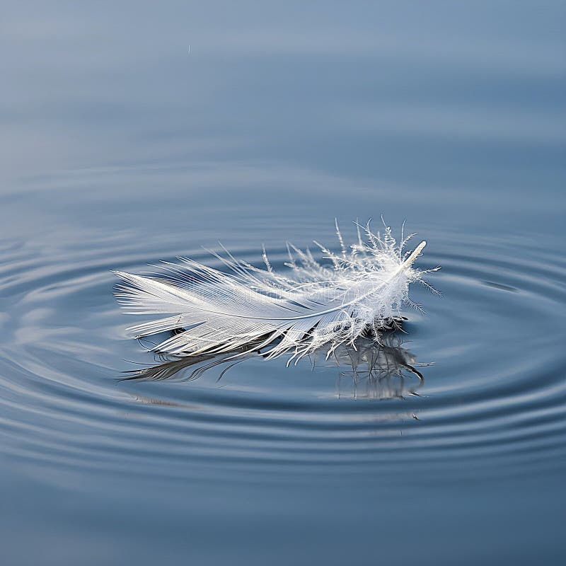 Delicate White Feather Floating Gently on Calm Water with Ripples and ...