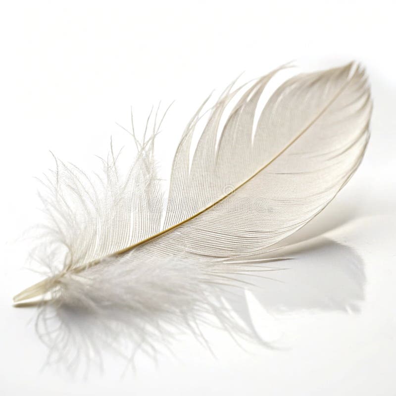 Delicate White Feather Resting on a Smooth Surface on Transparent ...