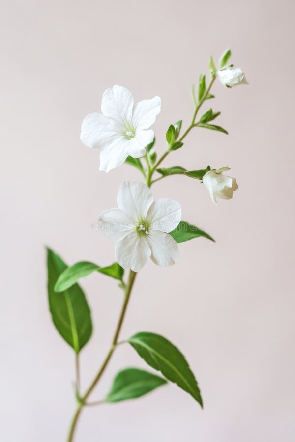 Delicate White Flower in Soft Light Stock Illustration - Illustration ...
