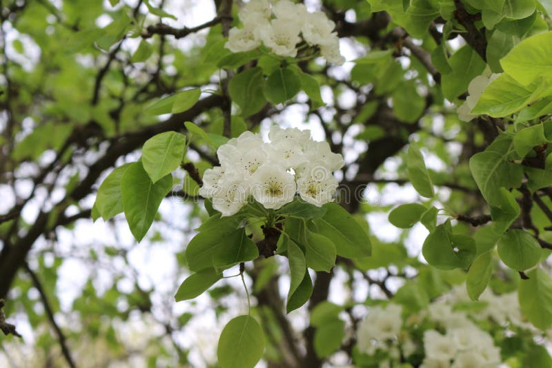 Delicate White Flowers Bloomed on a Pear Tree in the Spring Garden ...