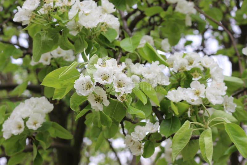 Delicate White Flowers Bloomed on a Pear Tree in the Spring Garden ...