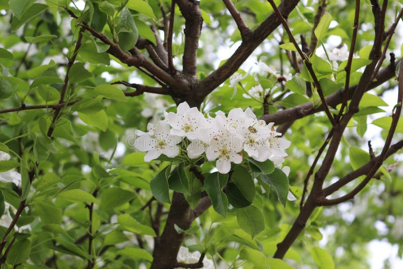 Delicate White Flowers Bloomed on a Pear Tree in Spring. Stock Photo ... Delicate White Flowers Bloomed on a Pear Tree in Spring. Stock Photo ...