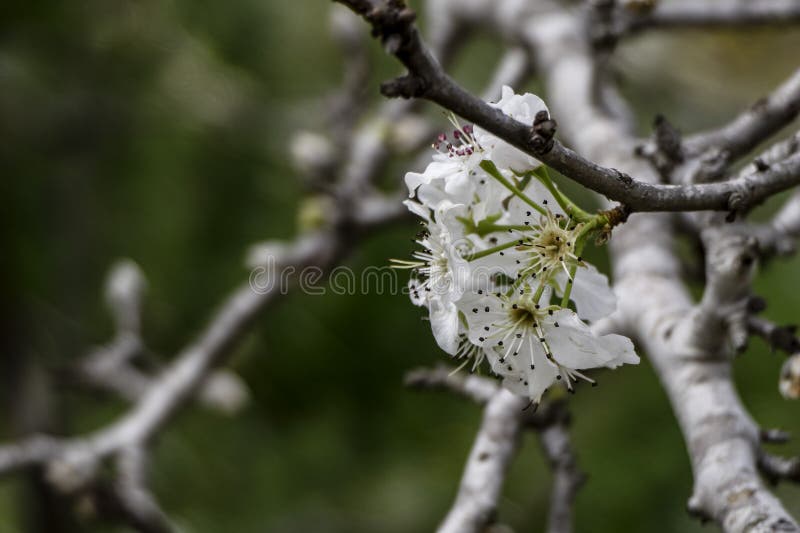 Delicate White Flowers and Buds of a Flowering Pear Tree Close-up ...