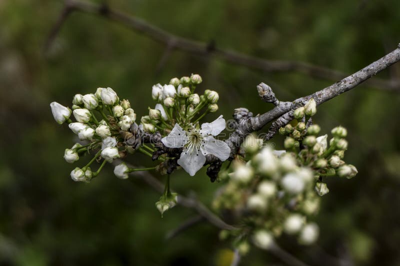 Delicate White Flowers and Buds of a Flowering Pear Tree Close-up ...