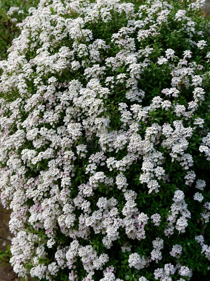 Delicate White Flowers of Spirea Wangutta Plant Stock Photo - Image of ...