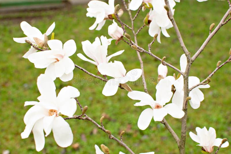 Delicate White Magnolia Bloom. Close-up of a White Magnolia Flower ...
