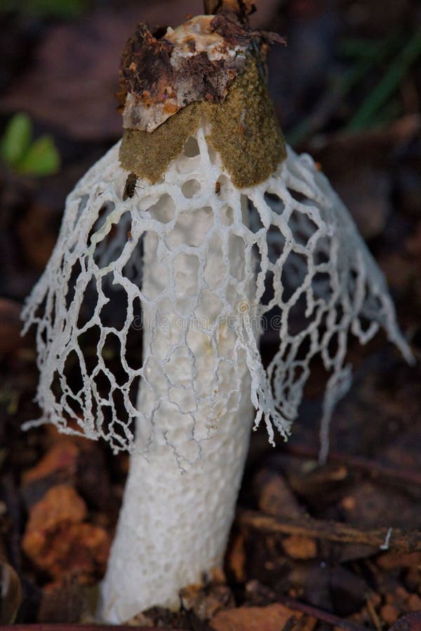 Delicate White Mushroom with Net-like Structure. Stock Illustration ...