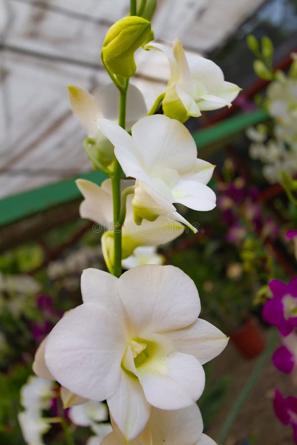 Delicate White Orchids Bloom in a Vertical Arrangement, with Hints of ...