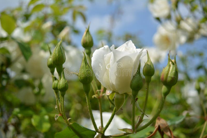 Delicate White Rosebud at Summer Day Stock Photo - Image of fresh ...