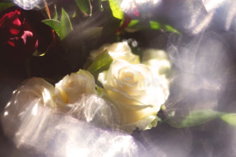 Delicate White Roses in Soft Focus. Stock Image - Image of close, black ...