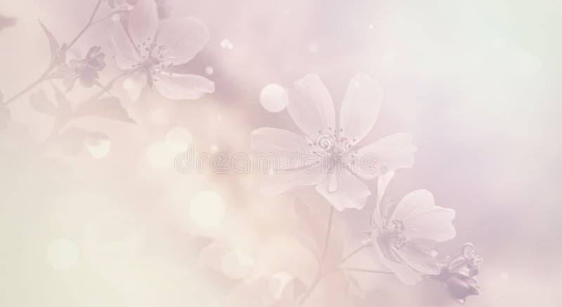 Delicate White Spring Blossoms Soft Focus Pastel Background Stock ...