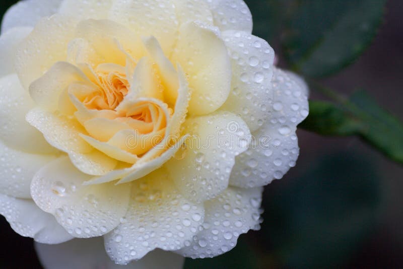 Delicate Yellow Rose Wet with Raindrops Stock Photo - Image of garden ...