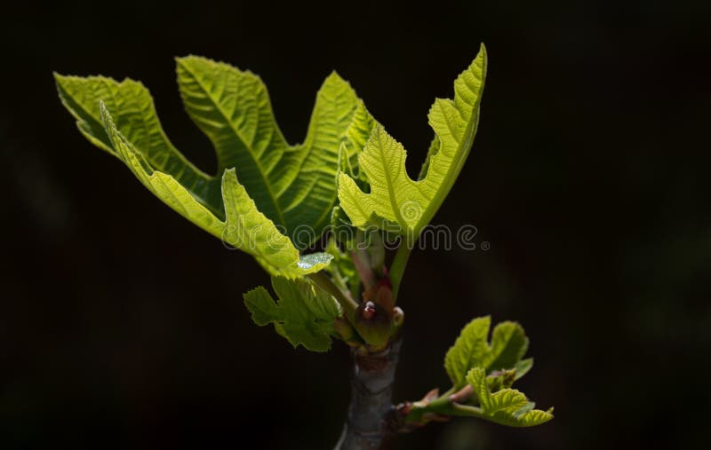 Delicate Young Leaves of the Fig Tree Glow Green in the Sun and in ...