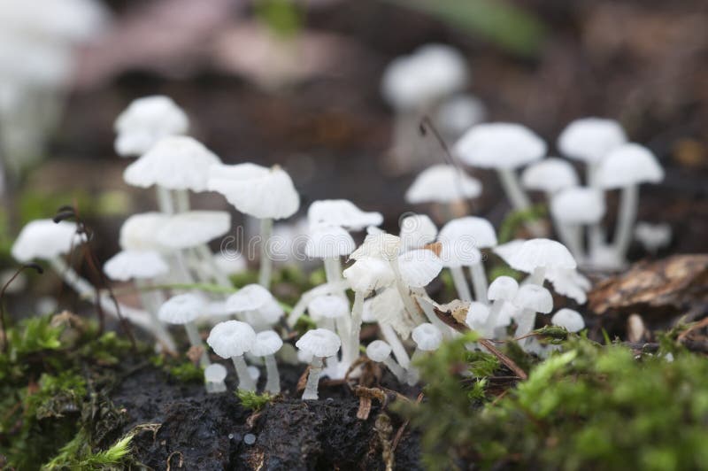 Delicatula Integrella Mushroom Stock Image - Image of moss, green: 95516535